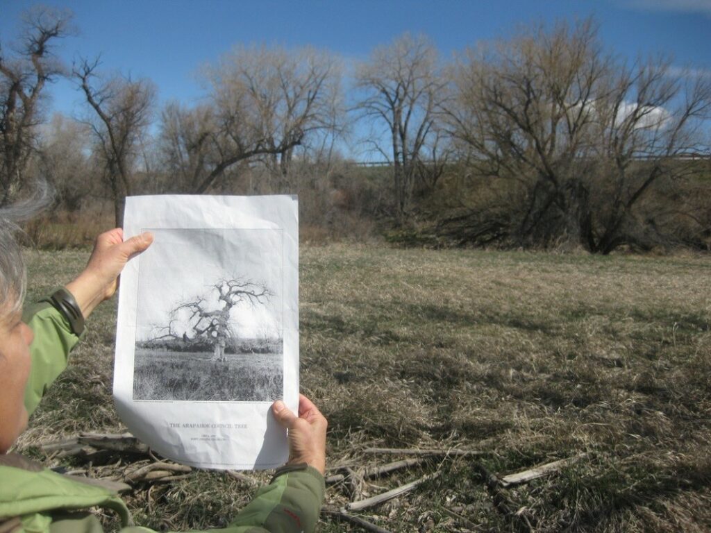 Council Tree | Cache la Poudre River National Heritage Area