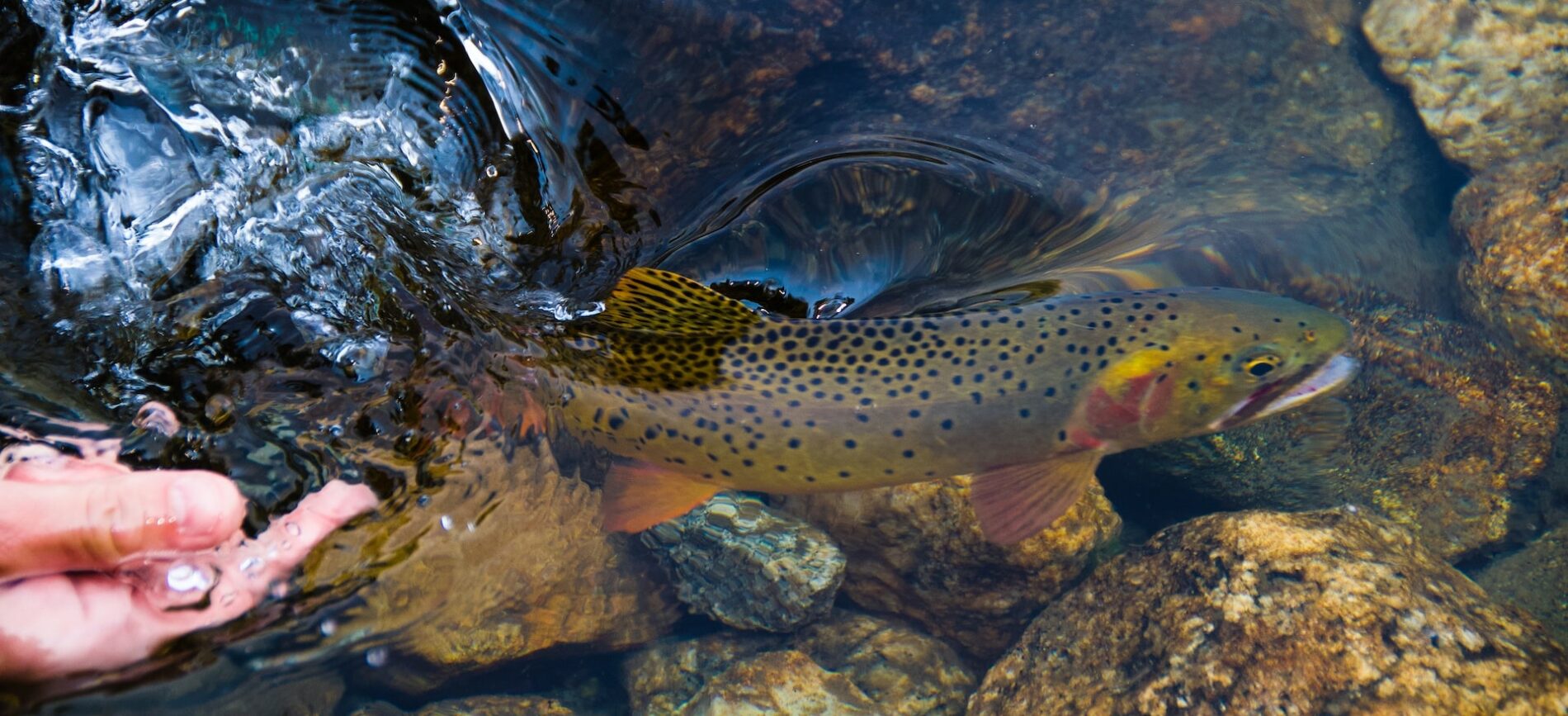Fishing Header | Cache la Poudre River National Heritage Area